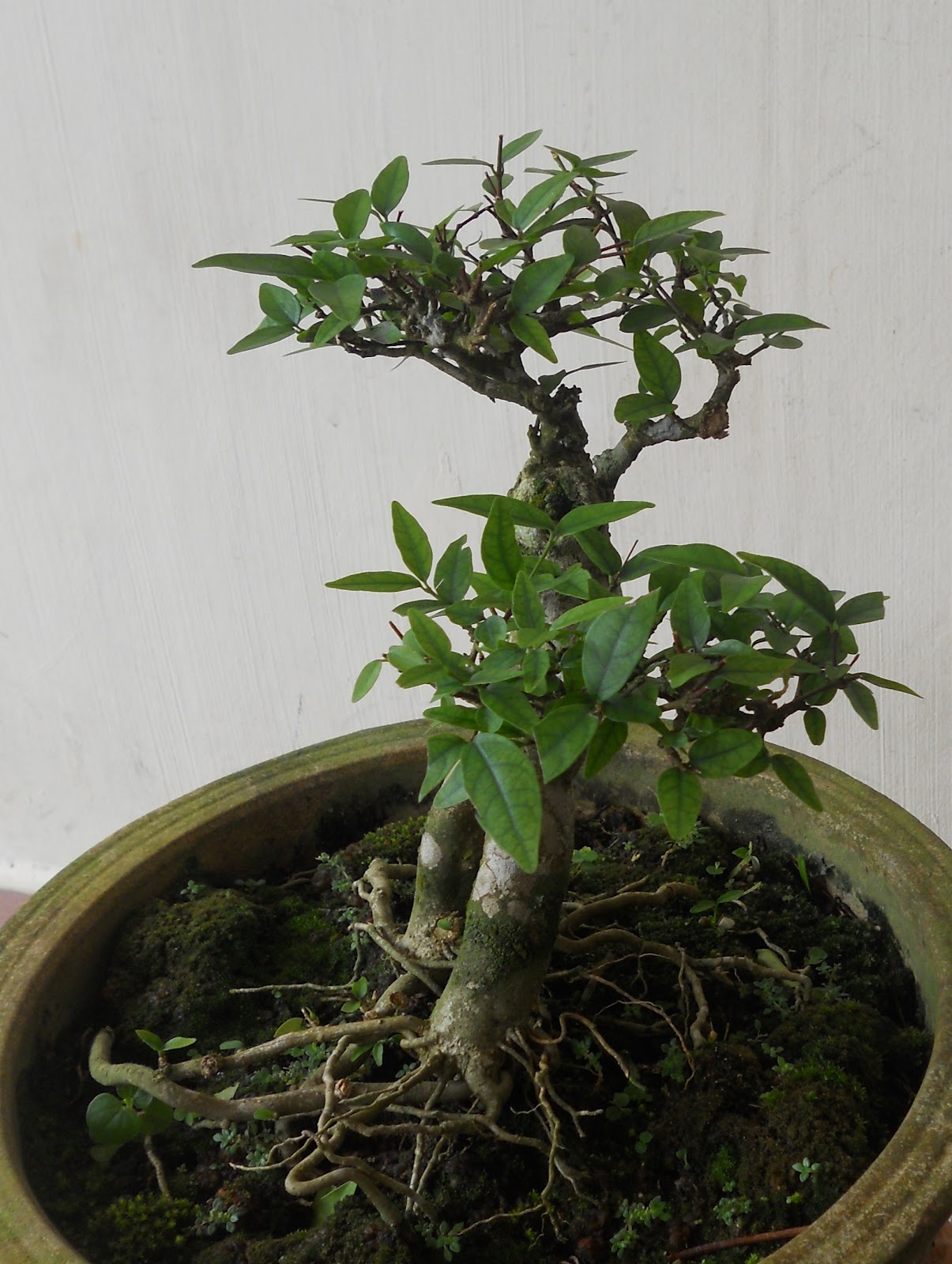 *: Keunikan BONSAI, kreativiti pemiliknya