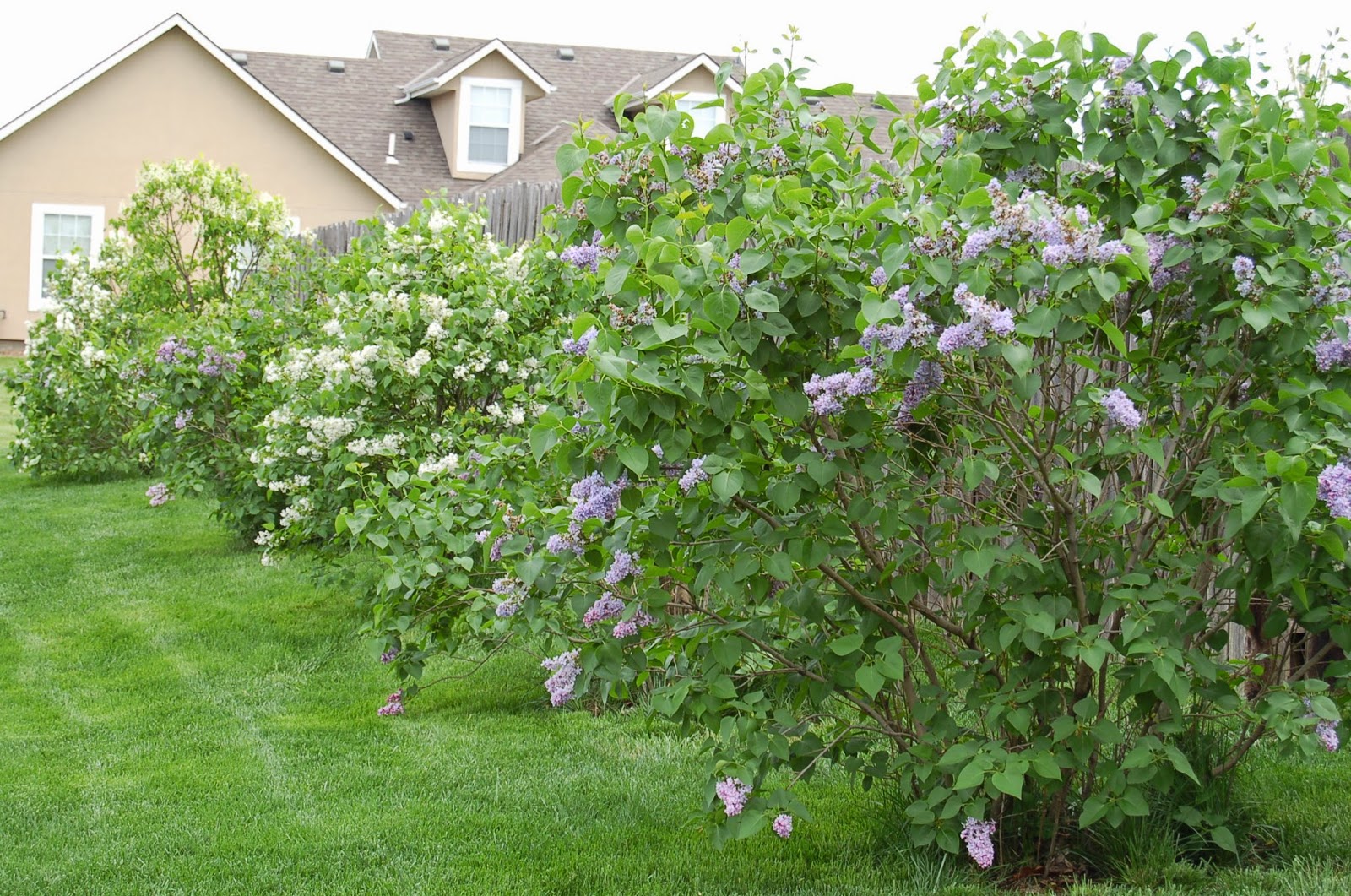 Micky Nuessen: Bleeding hearts and lilac hedge row