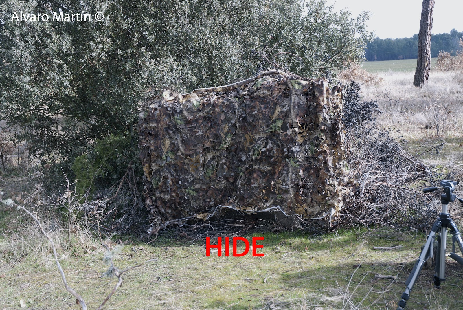 alas, patas y plantas: Fotografiando desde el hide