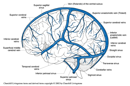 myneurologytips: Cortical Venous System