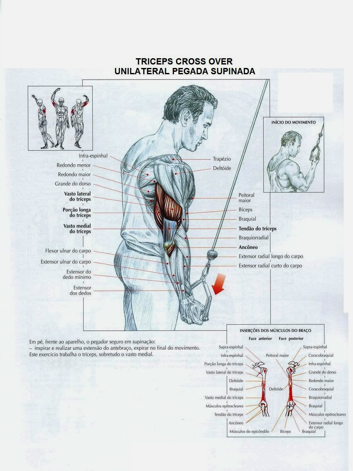 Jeff Trainning: GRUPOS MUSCULARES TRICEPS