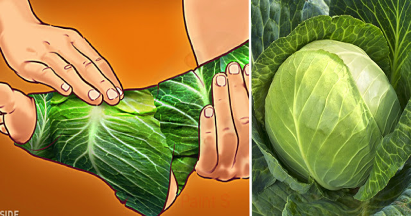 Wonder Fruits, Plants and Seeds: Alamin! Ang mga benepisyo ng Repolyo ...