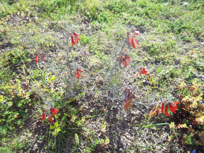 Eco Footprint ~ South Africa: Cancer Bush - Sunderlandia frutescens