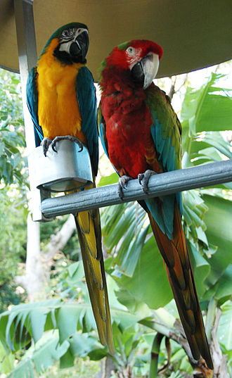 EL CAJON DE LOS CONOCIMIENTOS: PAPAGAYO