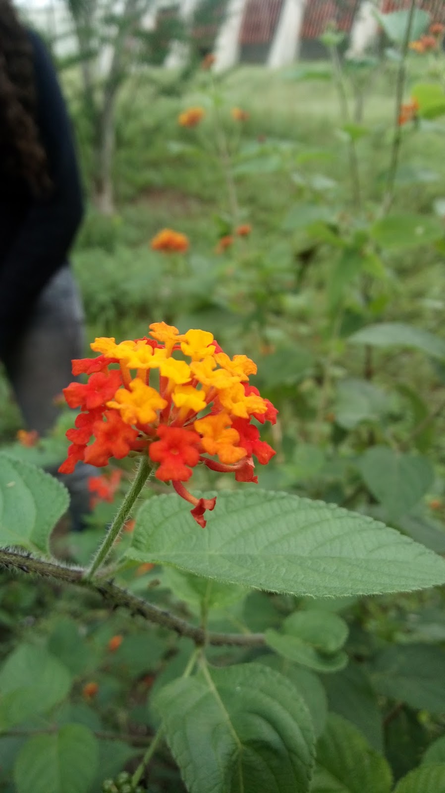 Sistemática Fanerógamas BIO 266 UEFS: Julho 2017