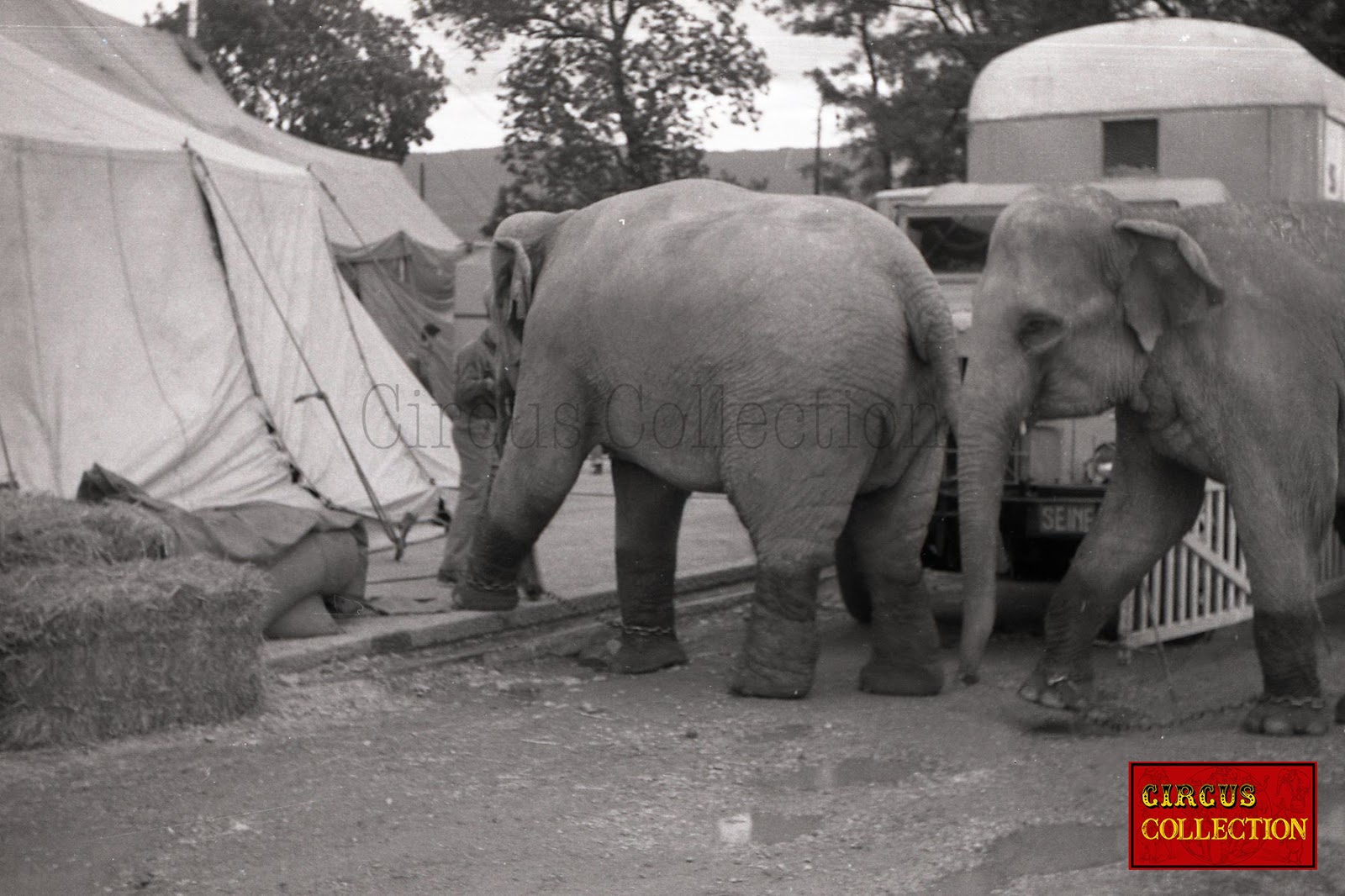 Circus -Collection: Selection de photos du Cirque Amar en 1960