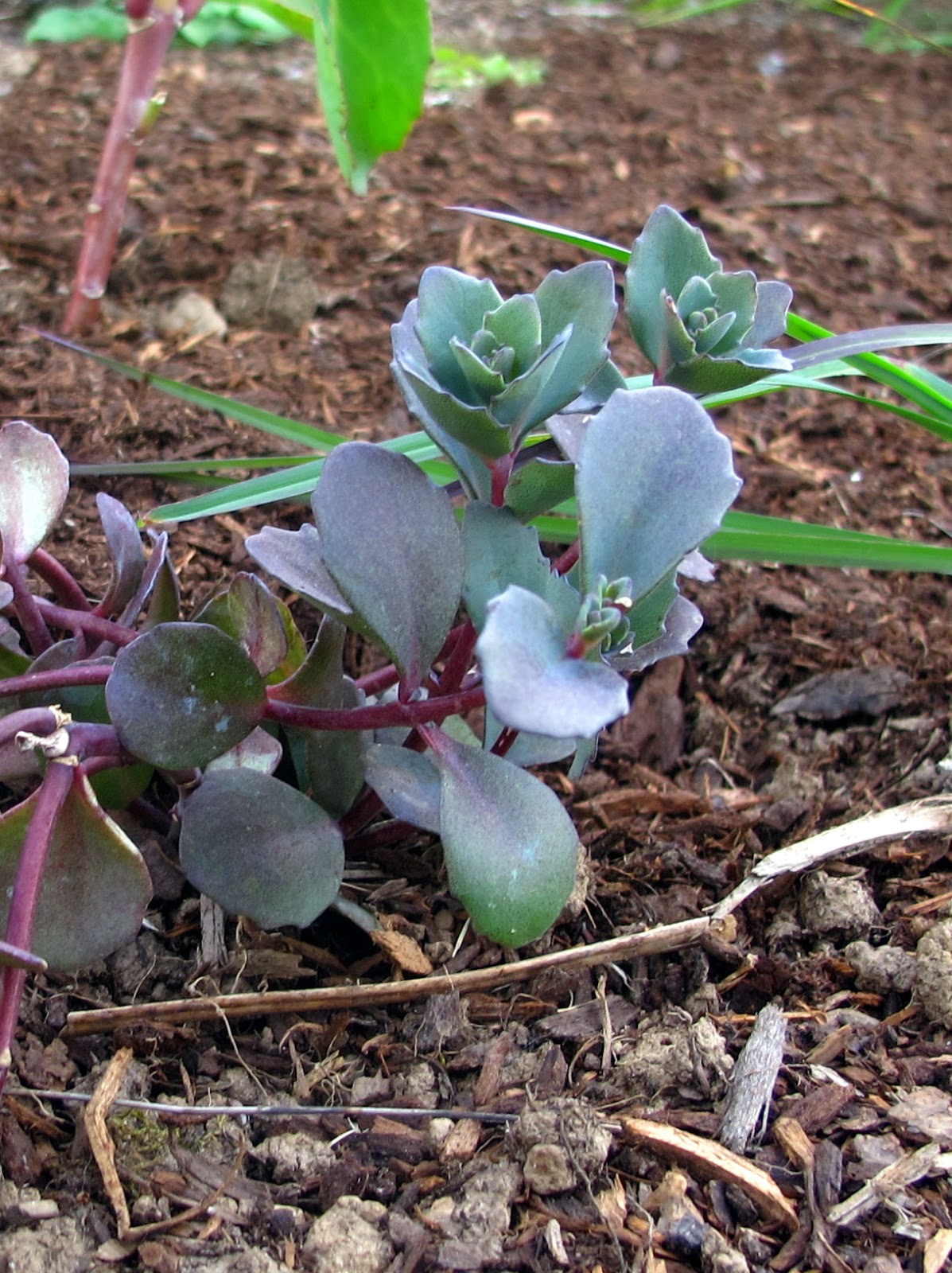 Just a girl with a hammer: Checking back in on the meadow
