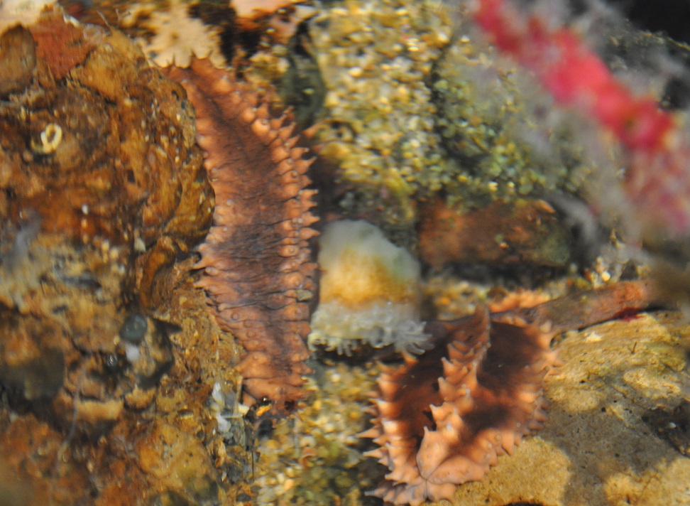 ZOOTOGRAFIANDO (6.100 ANIMALS): COHOMBRO DE MAR / BROWN SEA CUCUMBER ...