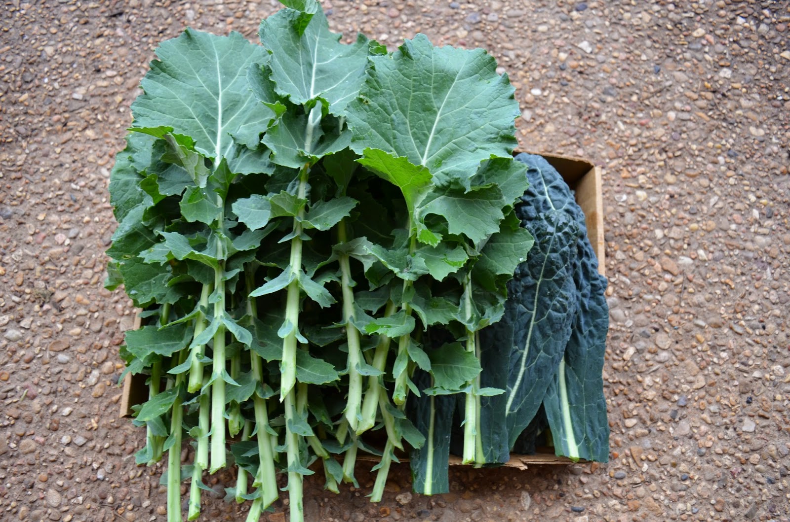 Rebecca's Texas Garden: Collard and Kale Preservation