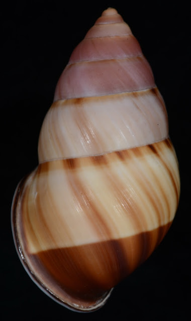 Dr. Lee's Gallery Museum: Amphidromus inversus annamiticus 51.78mm ...