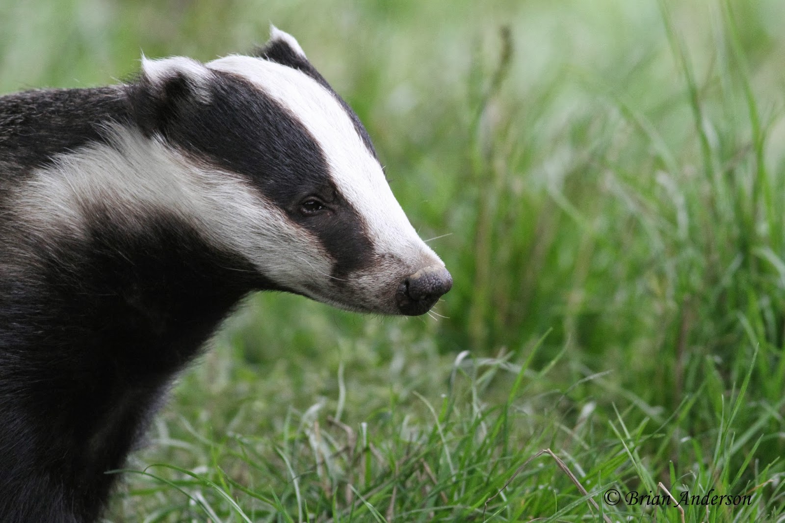 Brian's birding blog: British Wildlife Centre Badgers Brian's birding blog: British Wildlife Centre Badgers