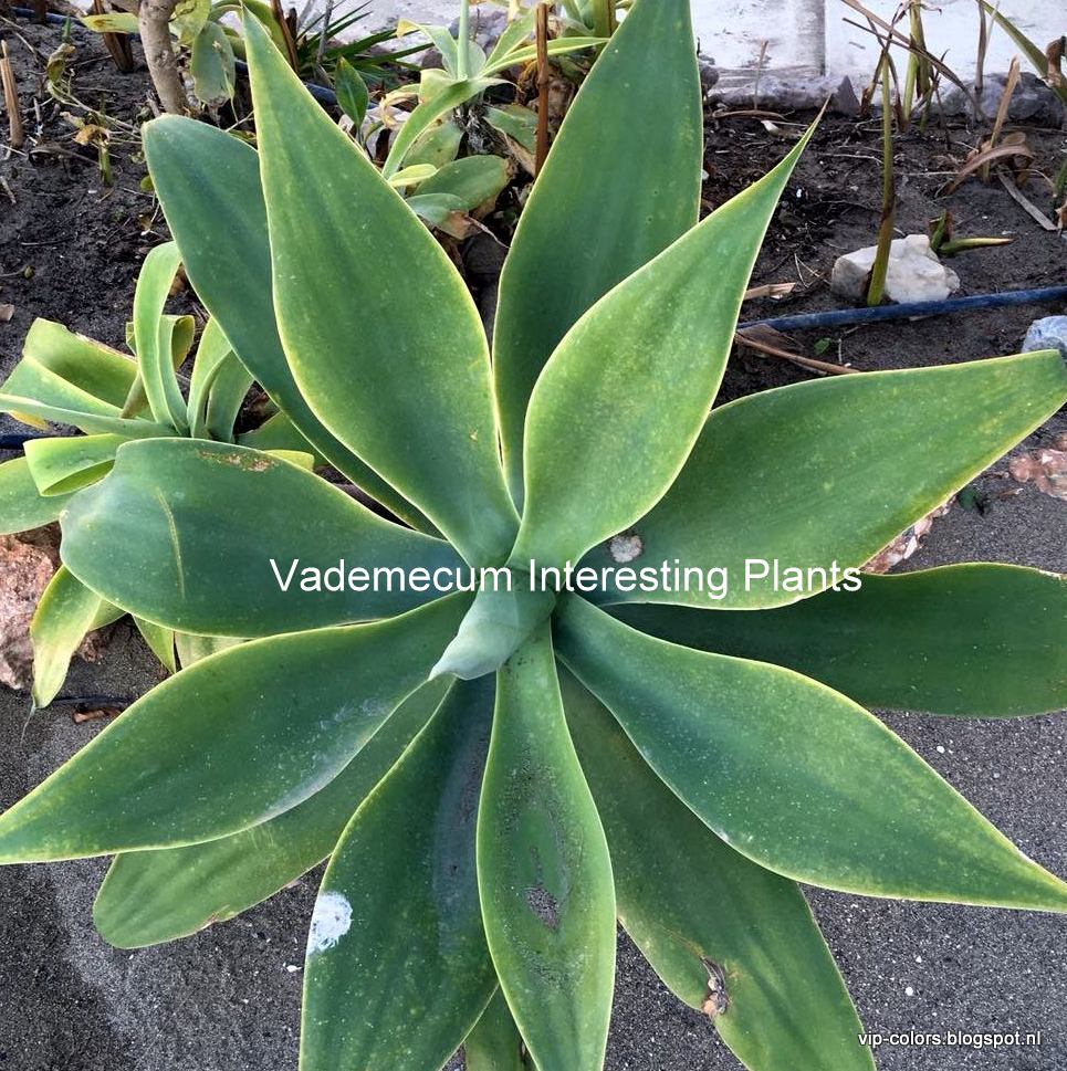 Vademecum Interesting Plants: Agave (soorten) - Agawa (gatunki)