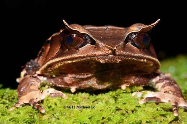 The rainforests of Borneo & Southeast Asia: Horned toad (Megophrys ...