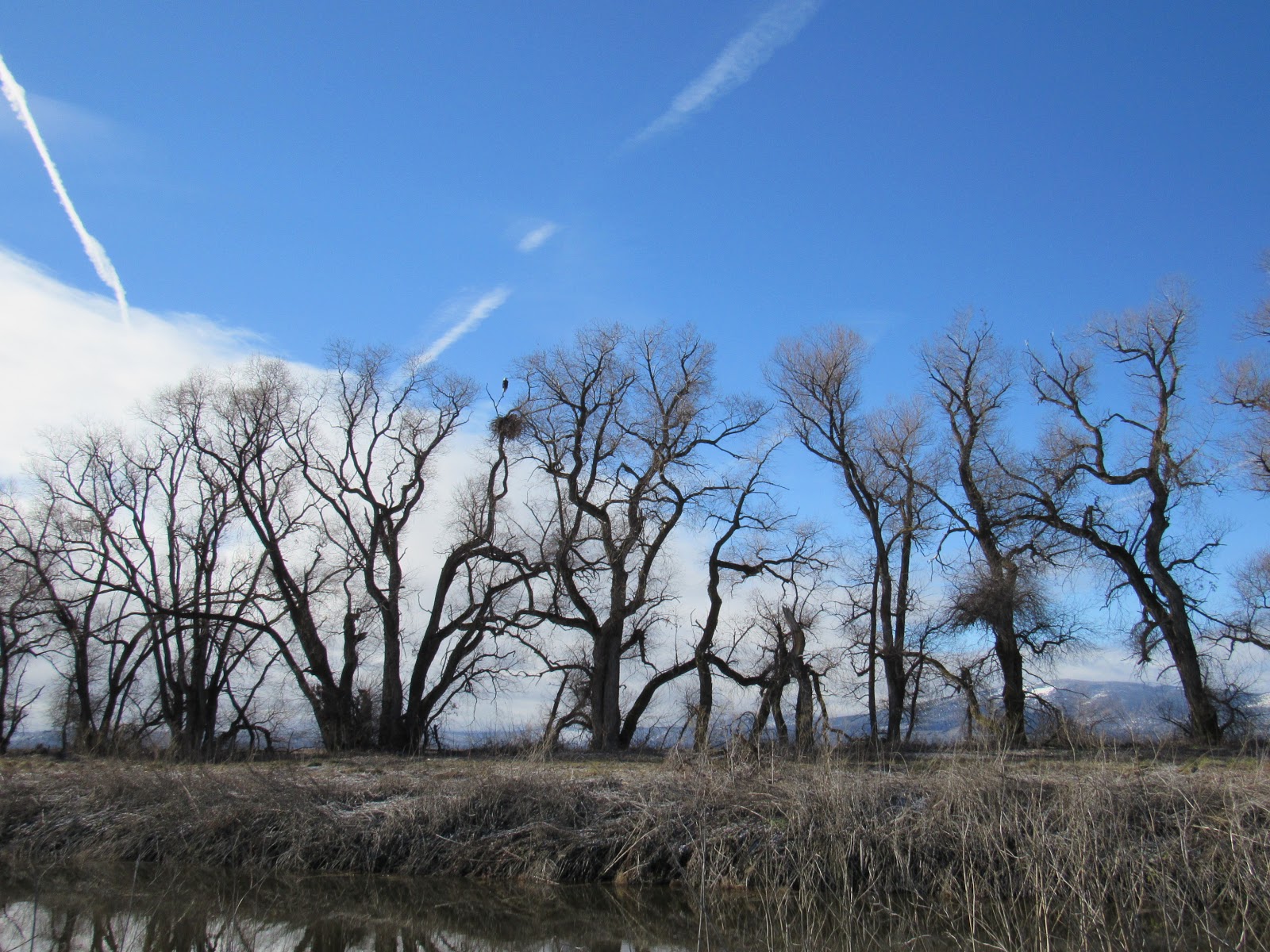 Wings and Daydreams: Bald Eagles of Lower Klamath Wildlife Refuge