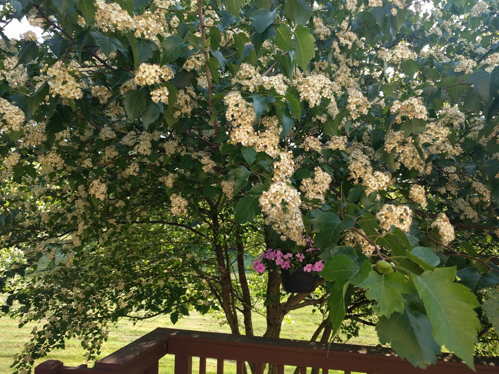 A View from the North Coast: New Poem--about My Hawthorn Trees