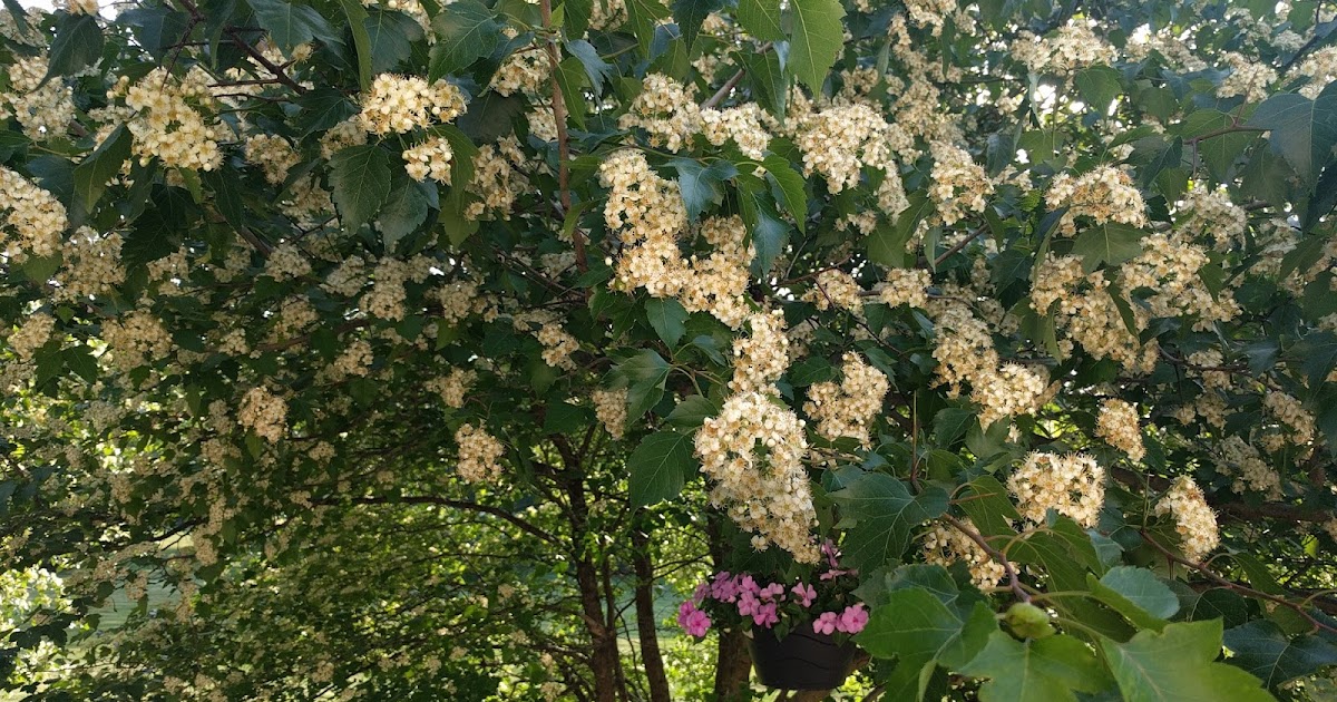 A View from the North Coast: New Poem--about My Hawthorn Trees