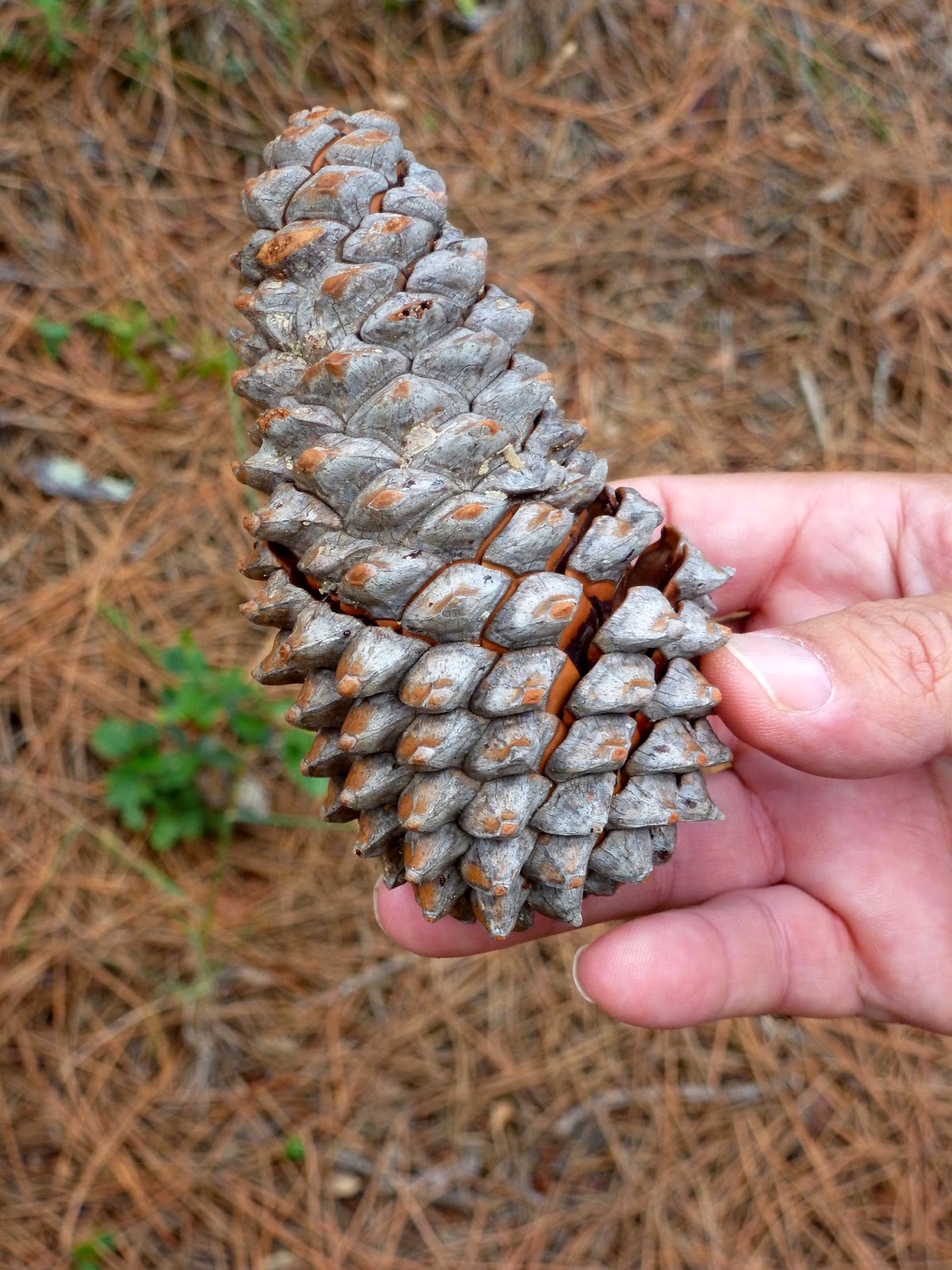 Árboles con alma: Pino rodeno. Pino marítimo. Pinastre. (Pinus pinaster)
