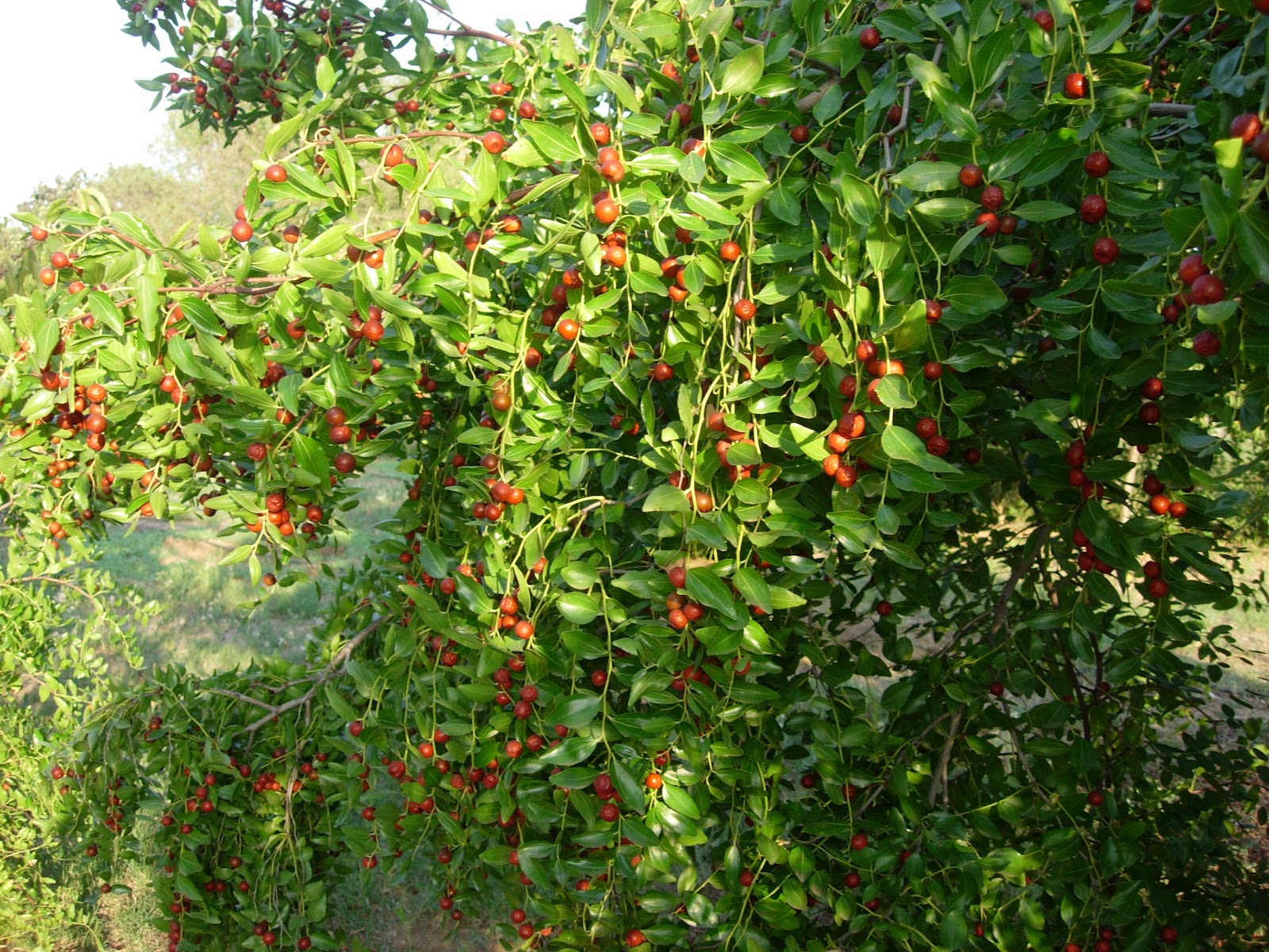 El Terrao - Dos urbanitas en el campo: EN OTOÑO MADURAN LAS AZUFAIFAS