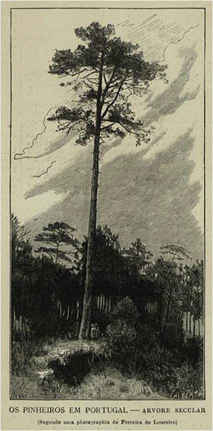 Os pinheiros em Portugal