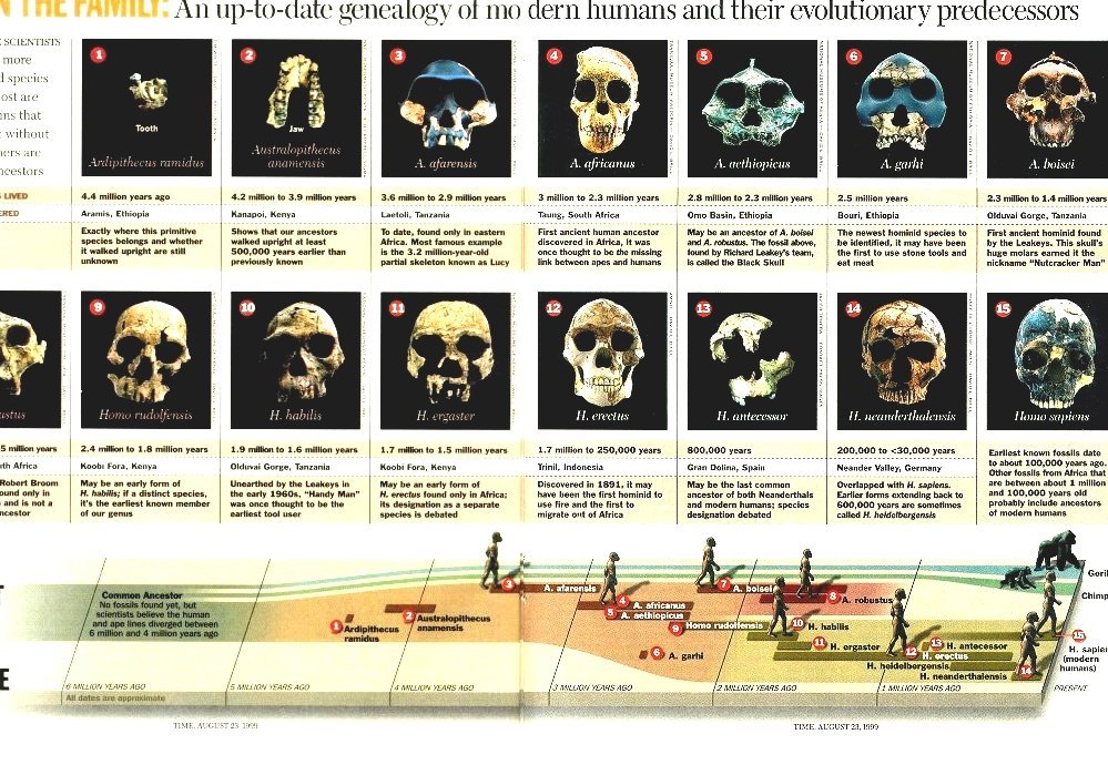 List Of Human Evolution Fossils - Human Fossils