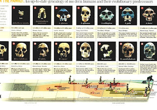 List Of Human Evolution Fossils - Human Fossils