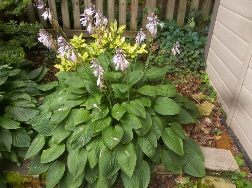 Future Plants by Randy Stewart: Hosta