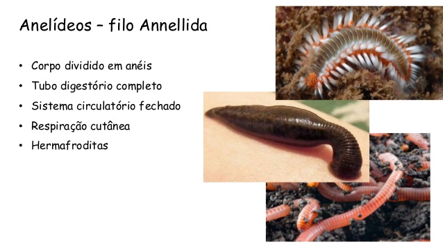 Filo anelídeos | Biologia: A ciência da vida