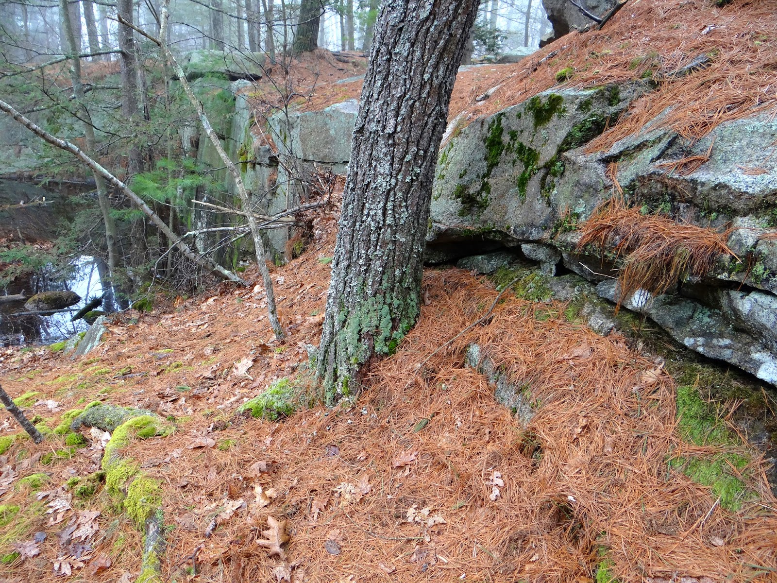 Notes from Halibut Point: Salamander Buzz