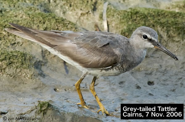 Waders in Cairns: Grey-tailed Tattler 1W-1S