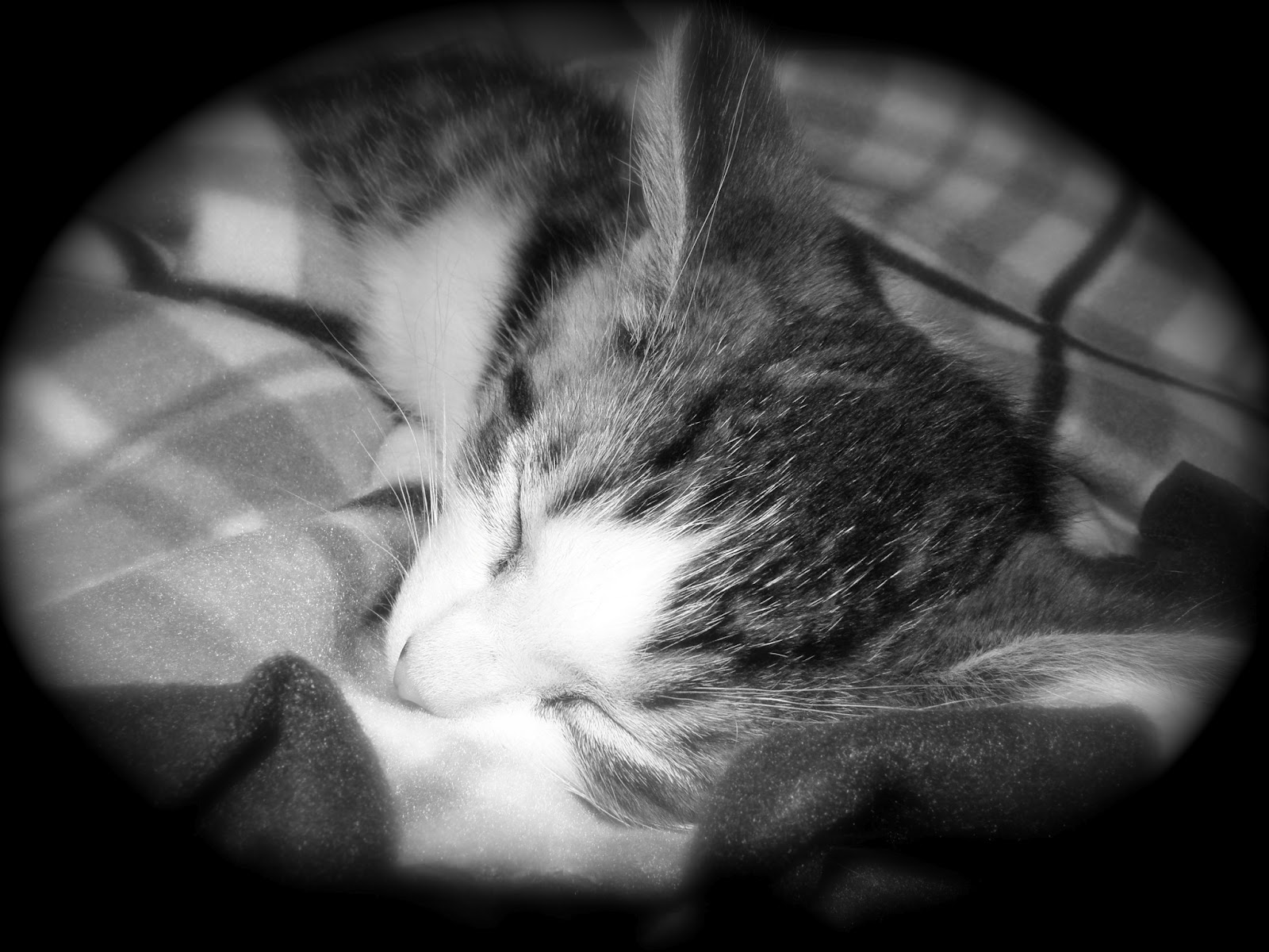 Thrift Thick: The Dreaded First Post!!