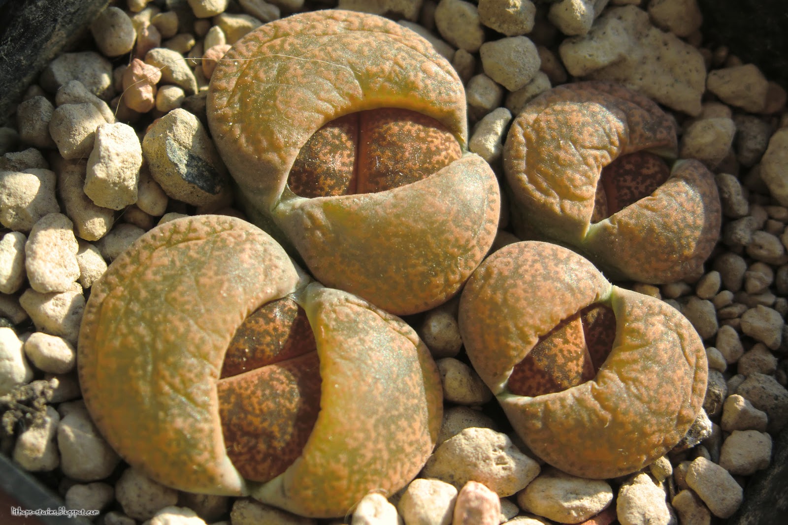 Lithops Stories: Spring is on its way, they feel it (9 pics)