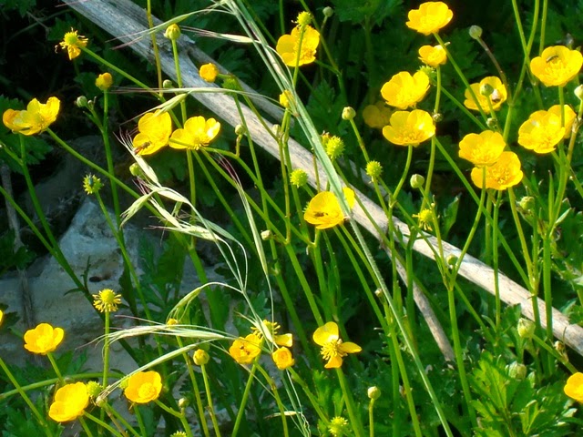 MI HERBARIO DEL JILOCA: Ranunculus repens.