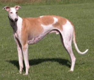 ANIMALES EXTRAÑOS Y CURIOSIDADES ANIMALES: Perro Galgo español