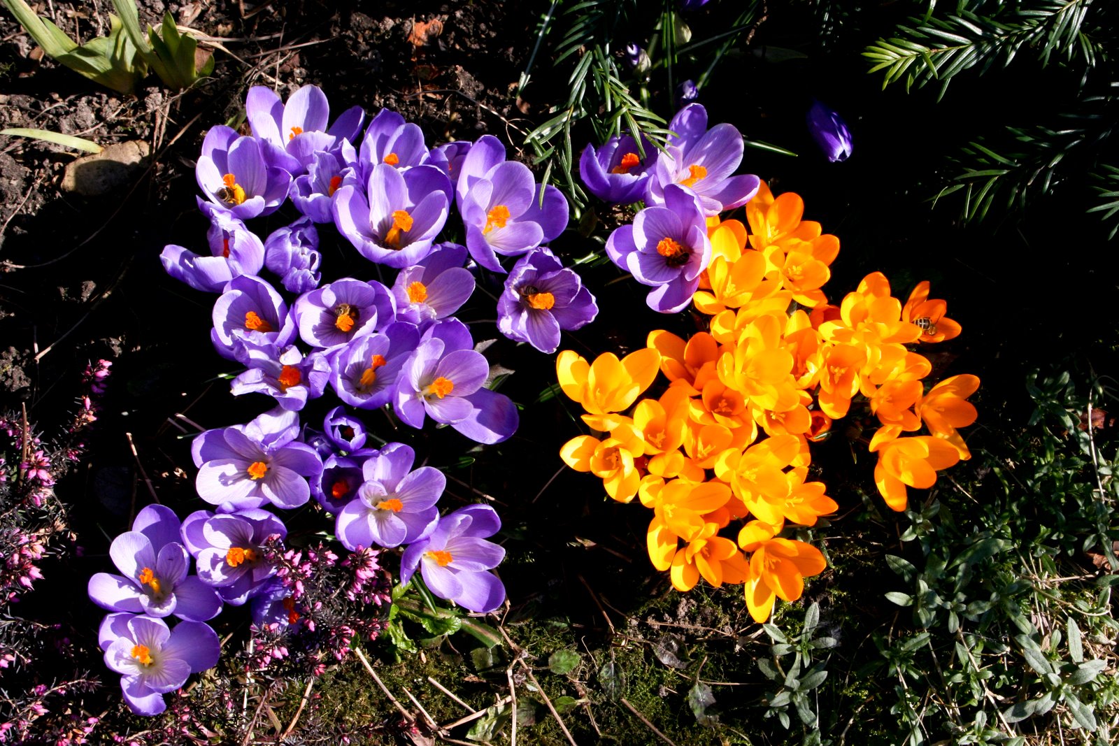 Gilės medis: Pavasariniai krokai (Crocus vernus)