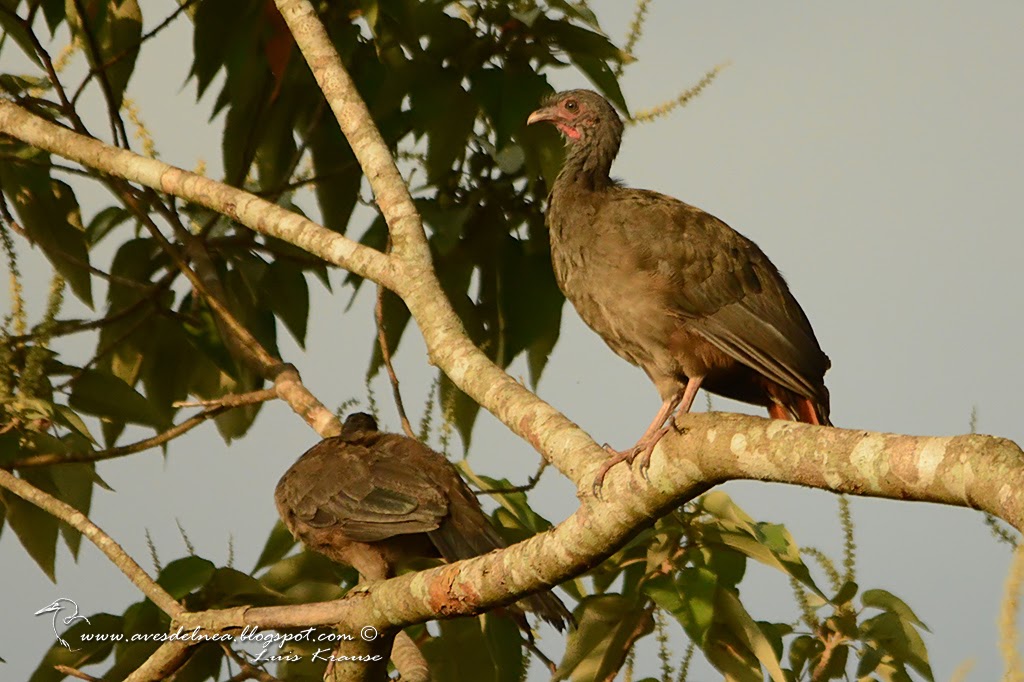 Aves del Nea: Charata (Chaco Chachalaca) Ortalis canicollis