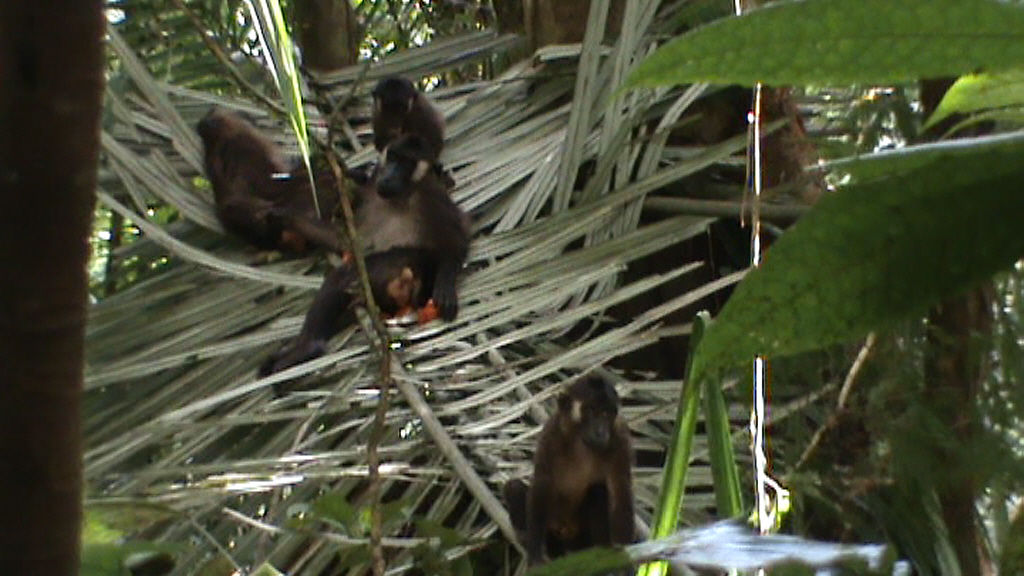 Siberut - JungleKey.in Image