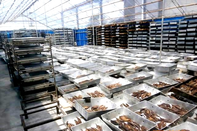 Dried Smoked Fish: Drying Under the Sun, Secret Recipes To Setting The ...