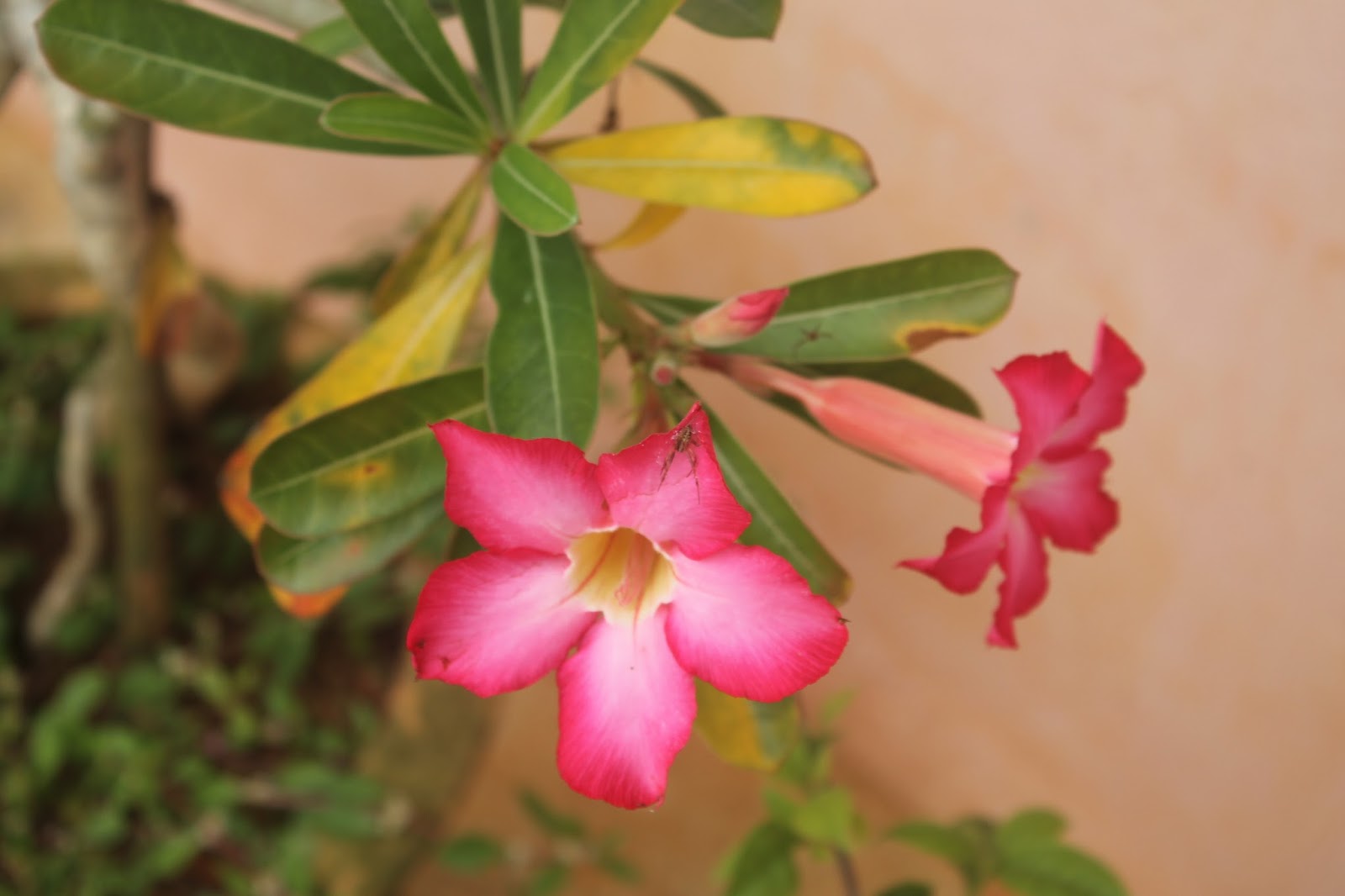 #13 WORDLESS WEDNESDAY - BUNGA,ALUR DAN JALAN - AZLAN RUMADI