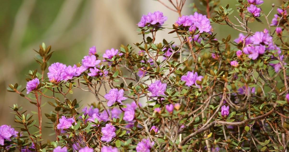 Here and There: Day 138 - 22nd May 2017 - Flowering Bush, Chickadee and ...