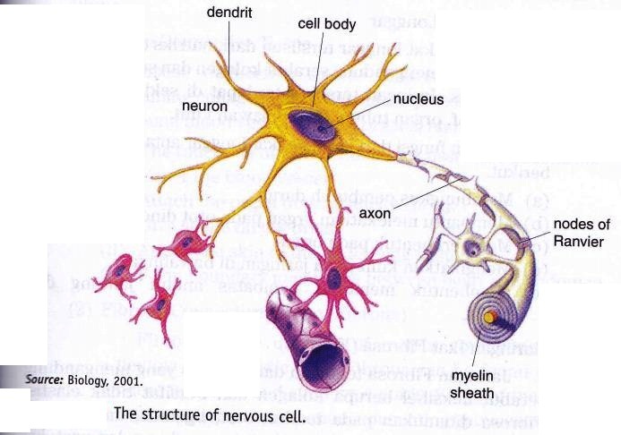 Oktober 2012 ~ New Science Biology