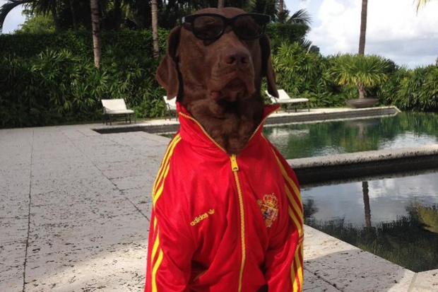 Diario animal: Enrique Iglesias compartió cómica foto de su perro