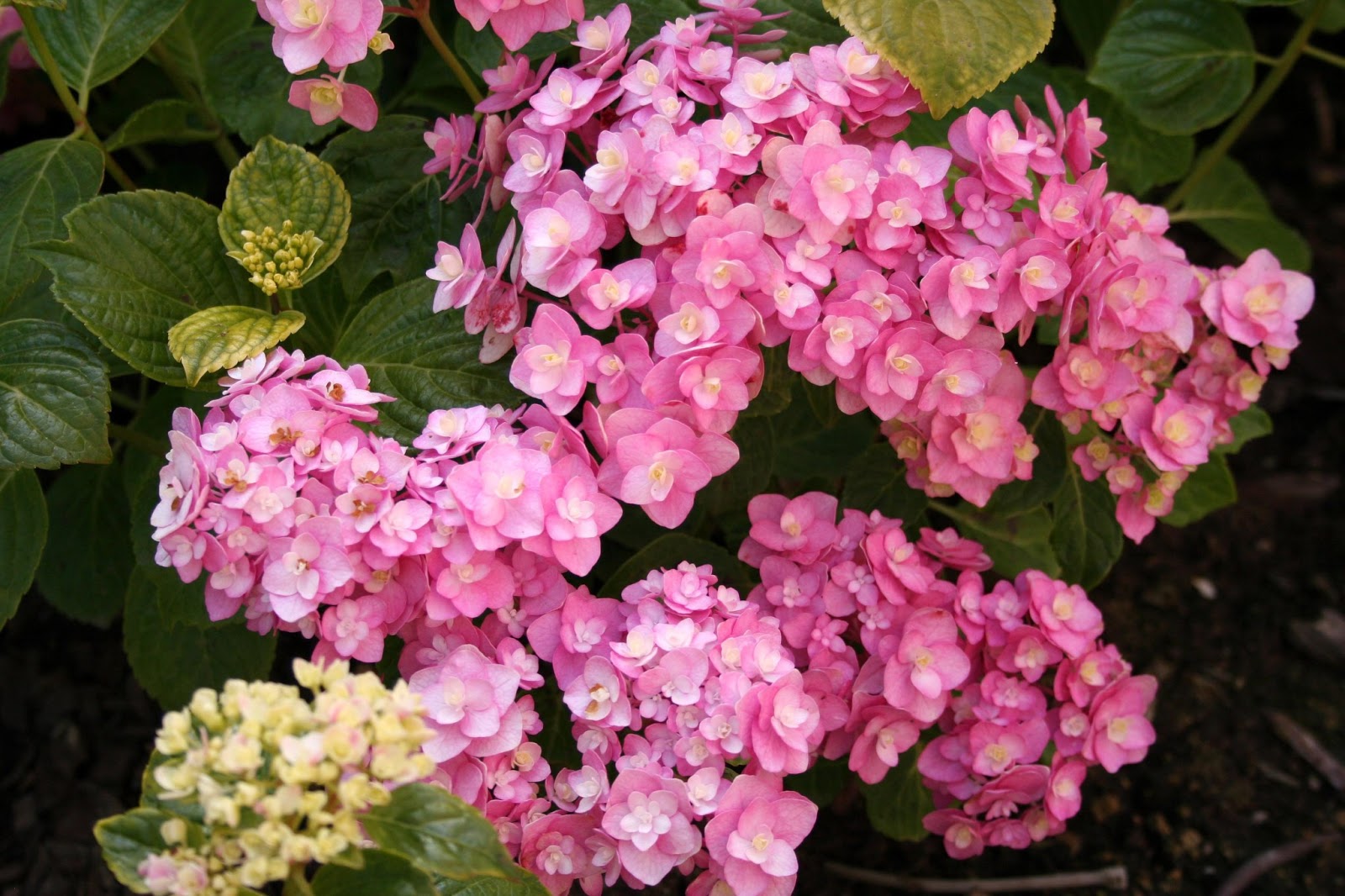 Colorful Gardening in Southern California: Heavenly Hydrangeas in Summer