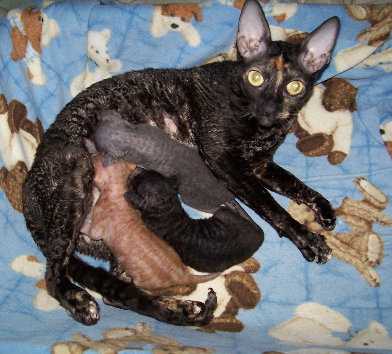 Curlz and Swirlz...: Caturday Saturday....Kittening Advice