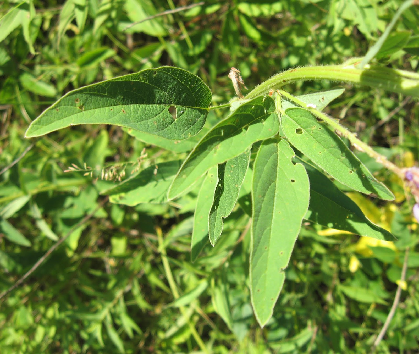 Tangled Web: Tricky Tick Trefoils, Flowering Fabaceae and Leafy Legumes