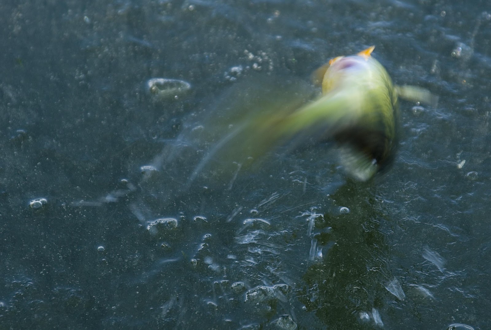 ML Dollan Art & Photography: St Jude Thaddeus 3rd Grade Fishing Trip