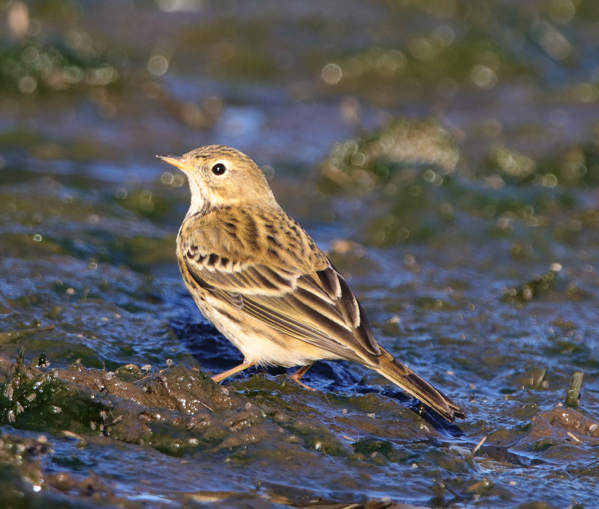 Another Bird Blog: Bright And Breezy