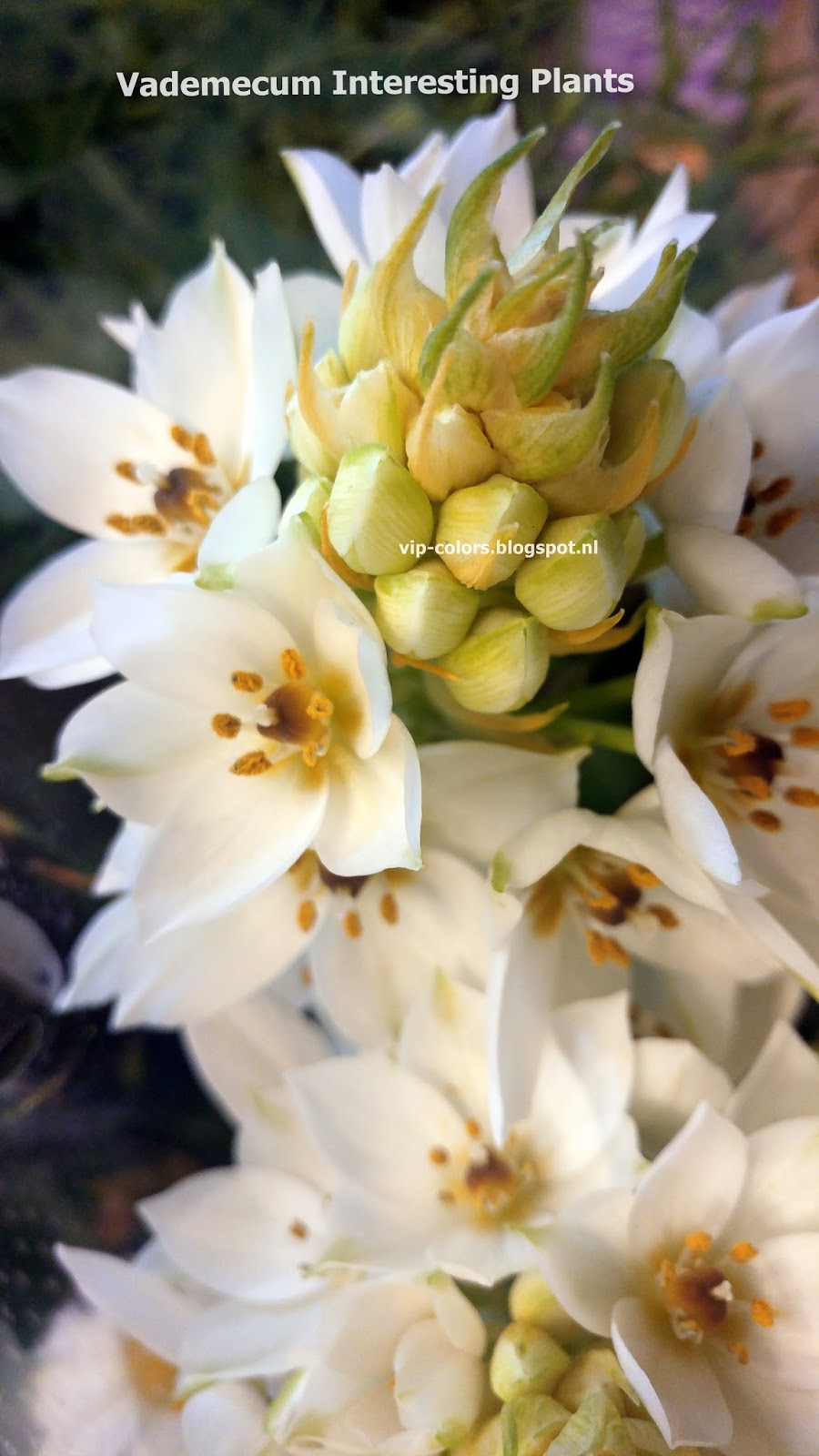 Vademecum Interesting Plants: Ornithogalum thyrsoides - Śniedek ...