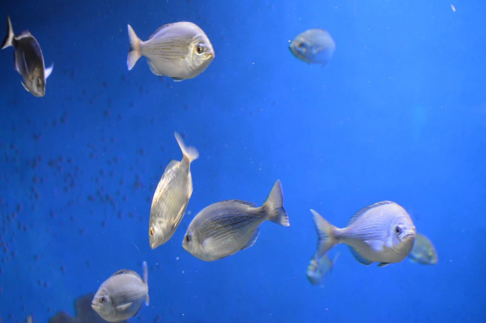 Visiting Palma Aquarium from Santa Ponsa | North East Family Fun