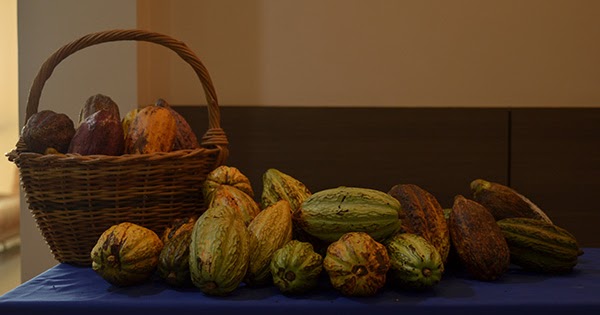 Bohol Republic: Summit sweetens emerging Bohol cacao industry