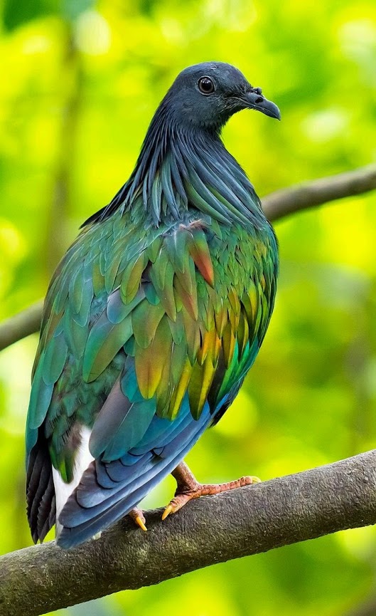 Birds in Thailand: Nicobar pigeon